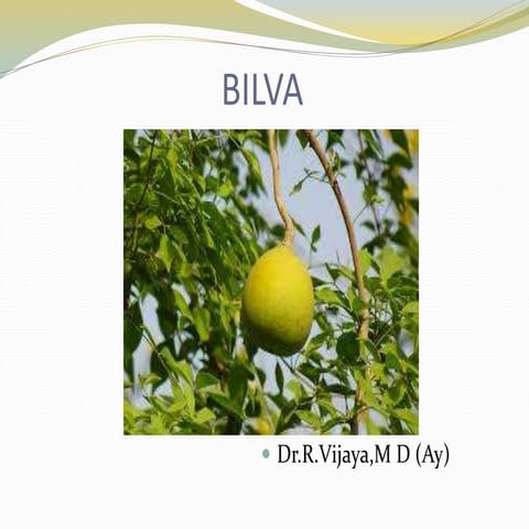 BILWA single drug detailed and simplified explanation | PPTX