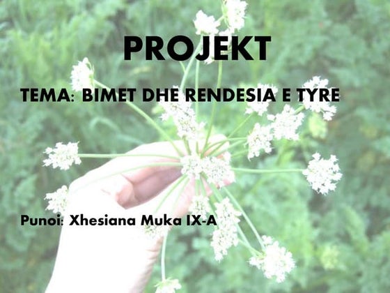 Punim seminarik | PDF