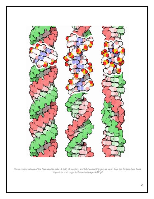 Cyclic conformation and nucleic acid sugar puckering | PPTX