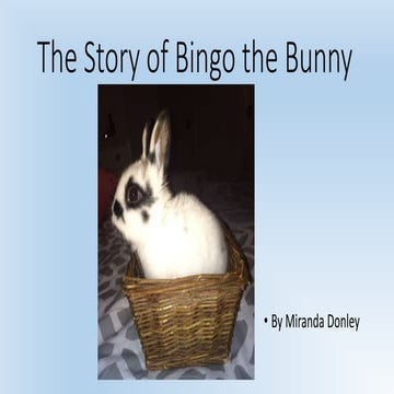 The Story of Bingo the Bunny | PPTX