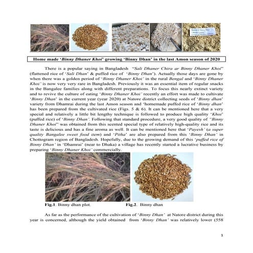 'Binny dhaner khoi' made from 'Binny Dhan' grown in Natore district ...