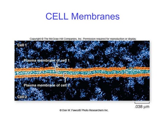 The fluid mosaic model of membrane structure | PPT | Chemistry | Science