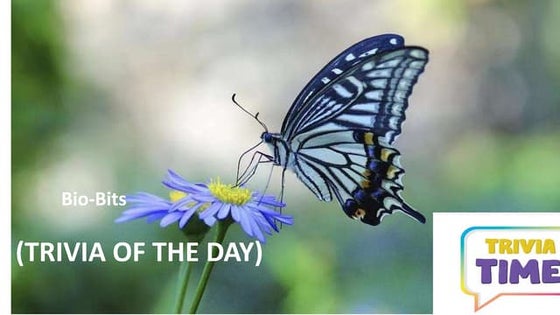 bio-bits (CAMELEONS).pptx