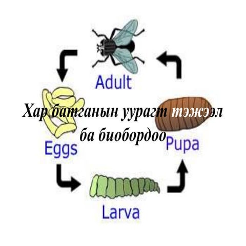 Бордоо хэрэглэх заавар | DOCX