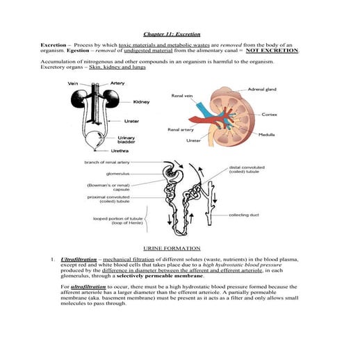 Biology - Chapter 11-15 - Excretion, Homeostasis, Nervous system, Eye ...