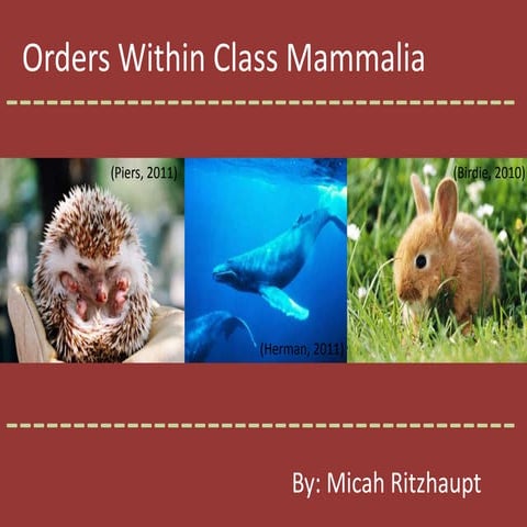 Bio Class Mammalia | PPTX