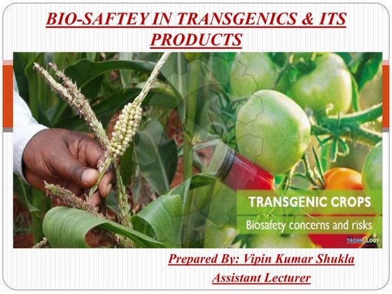 transgenic plants and their role in crop improvement | PPT