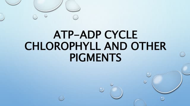 W1 PPT ATP-ADP Cycle.pdf