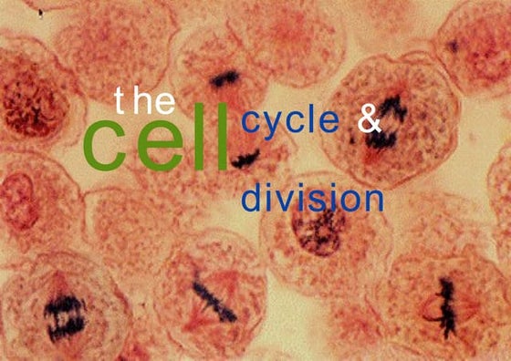 Class 11th Ncert Cbse Neet BIOLOGY CELL CYCLE AND CELL DIVISION.pdf