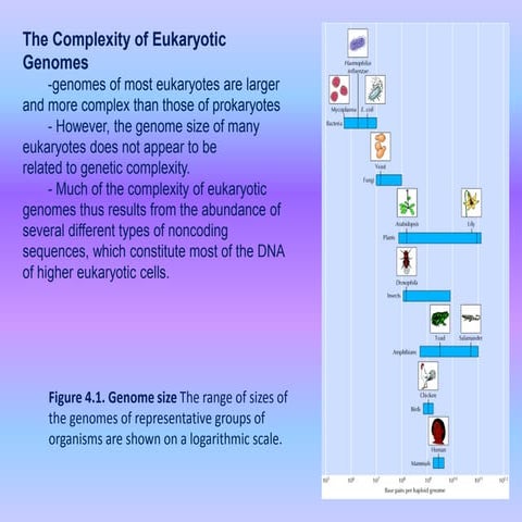 Bio108 Cell Biology lec 4 The Complexity of Eukaryotic Genomes | PPTX