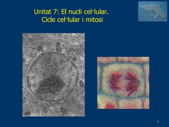 Mitosis | PPT