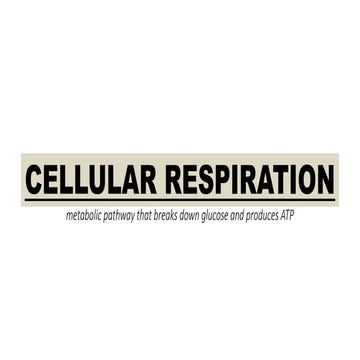 Cellular Respiration: Anaerobic Respiration | PPTX