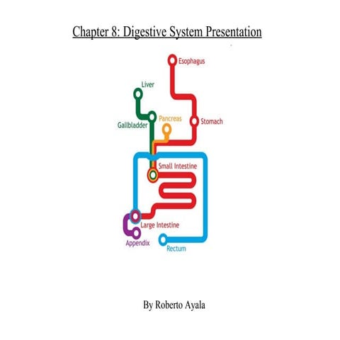Digestive system medical terminology | KEY