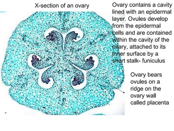 Ovule structure of Plants & Types of Ovules | PDF | Infertility ...