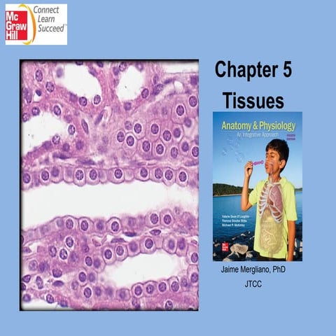 Bio 141 Anatomy and physiology slides CH5 | PPT | Free Download
