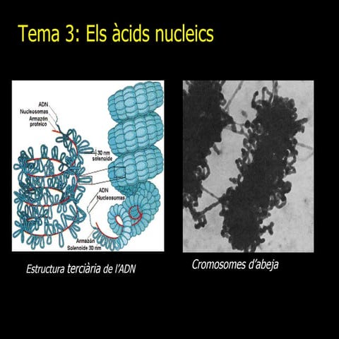 Bio1runitat3rna Adn Ppt