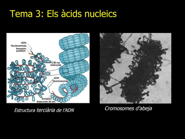 Bio1runitat3rna Adn Ppt