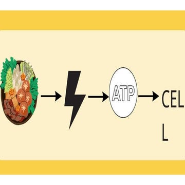 BIO 2.1 ATP AND ADP CYCLE_ENERGY LEC.pptx