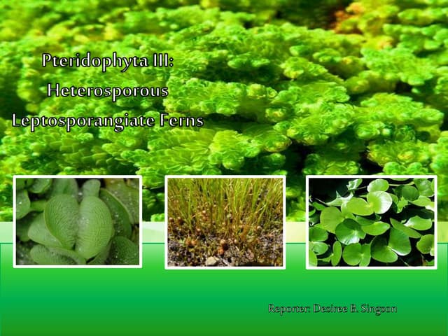 Soral evolution in ferns | PPTX