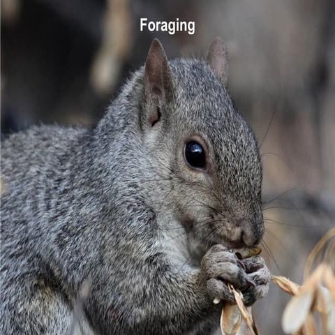 Bio 281 2011 lecture 10 - Foraging - lecture notes large.pdf