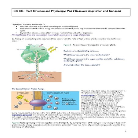 Plant transport and nutrition 2 | DOC