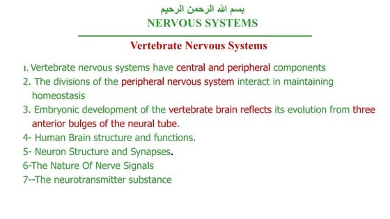 The Nervous and Human Brain powerpoint presentation | PPT