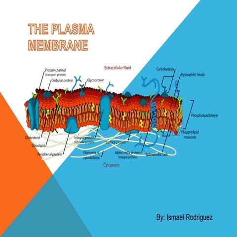 plasma membrane ppt by pradeep dhakar.pptx