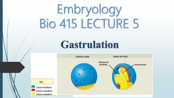 Gastrulation in frog | PPT | Biological Sciences | Science