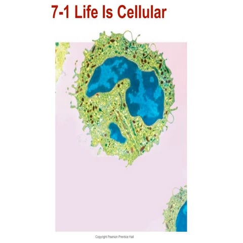 Chapter Seven- The Cell | PPT