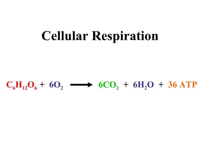 Cellular respiration introduction for 9th grade biology | PPT
