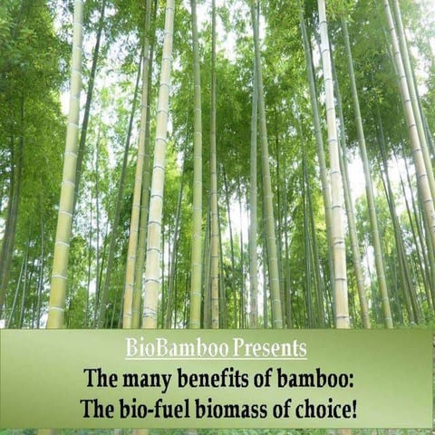 Bio bamboo presentation 2013 | PPT