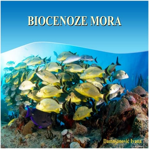 Biocenoze mora | PPT