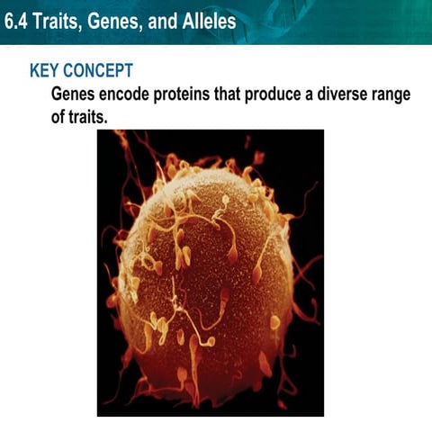 traits_genes_and_alleles.ppt