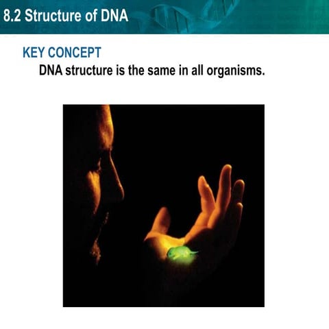 The Structure of DNA | PPT | Chemistry | Science