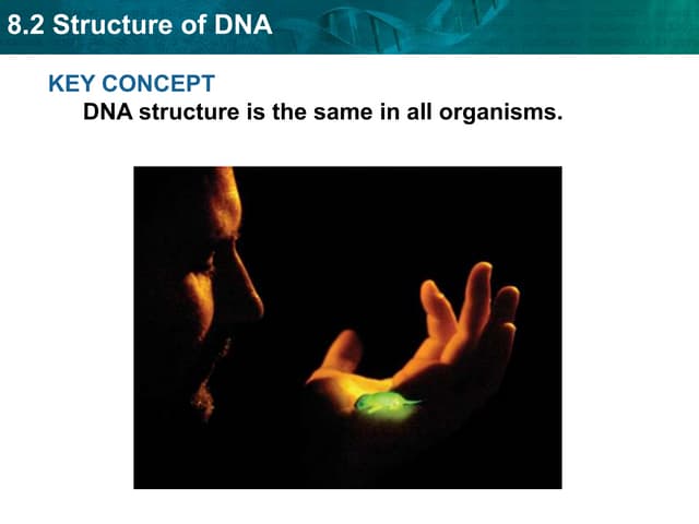 Structure of DNA | PPTX