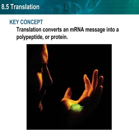 Translation | PPT | Programming Languages | Computing