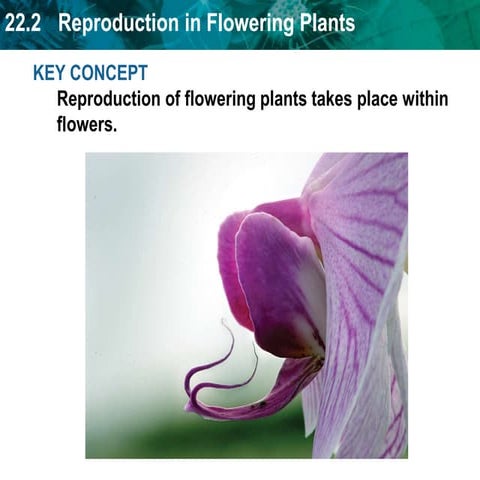bio_ch22-2.ppt plant reproduction botanical studies | PPT