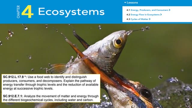 Food Chain and Food Web | PPTX