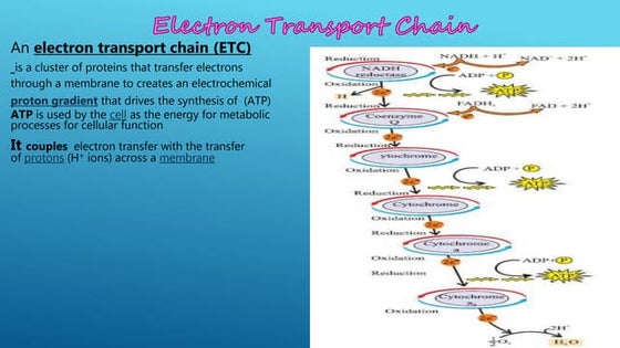 Electron Transport Chain ETC | PPTX | Chemistry | Science
