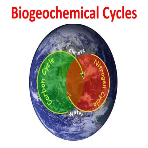 Biochemical Cycles Explained and In short | PPT