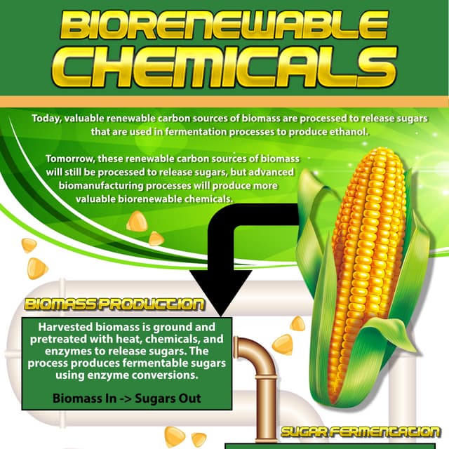 Bio Renewable Chemicals Process Infographic | PDF