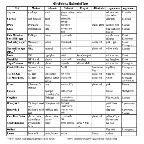 Biochemicaltests (1) | PDF