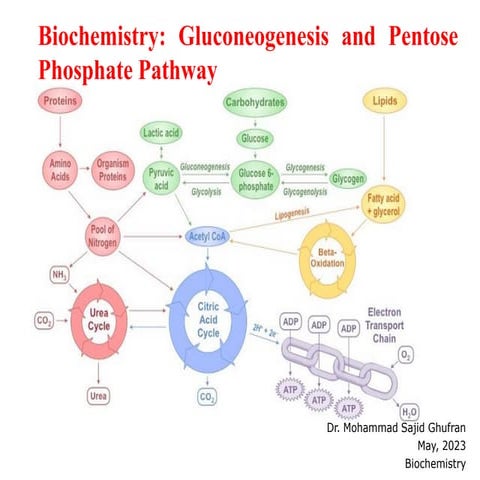 Hexose monophosphate pathway (HMP) | PPTX