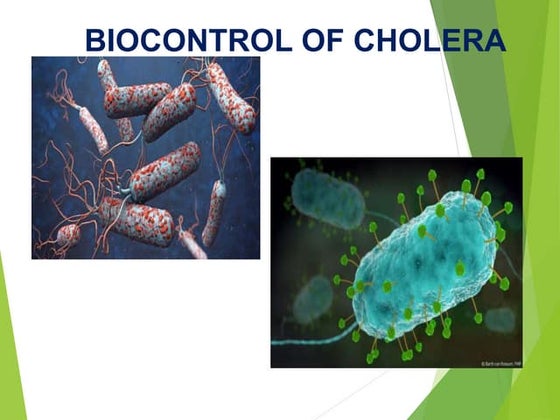 Phylogenetic tree construction | PPTX