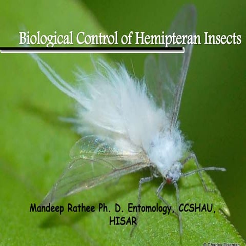 BIOCONTROL OF HEMIPTERAN INSECTS.pptx