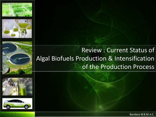 Biofuel production from algae | PPT