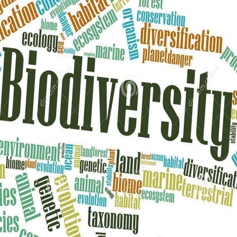 Biodiversity projekt | PPTX