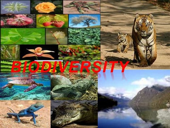 PPT OF BIODIVERSITY | PPT | Geography | Science