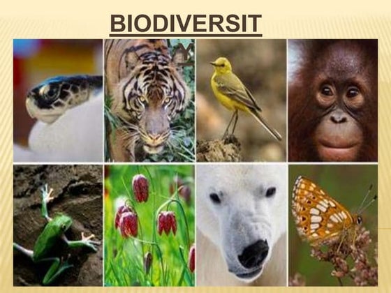 Biodiversity Presentation - Science 8: Fourth Quarter | PPT