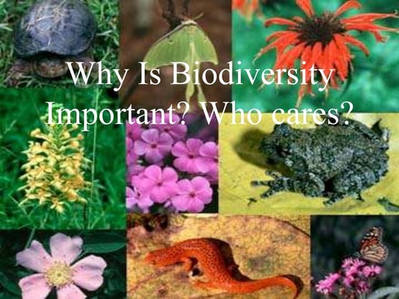 Bioresources and uses of biodiversity | PPTX | Biological Sciences ...